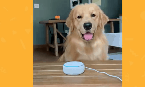 Watch A Dog Interact With An Amazon Alexa Tool And Learn Other Animal ...