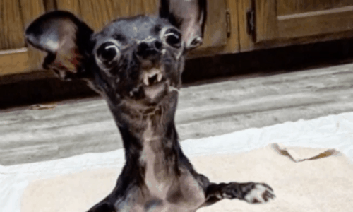 Woman Adopts Severely Deformed Dog Who Joins Family Ecstatically ...